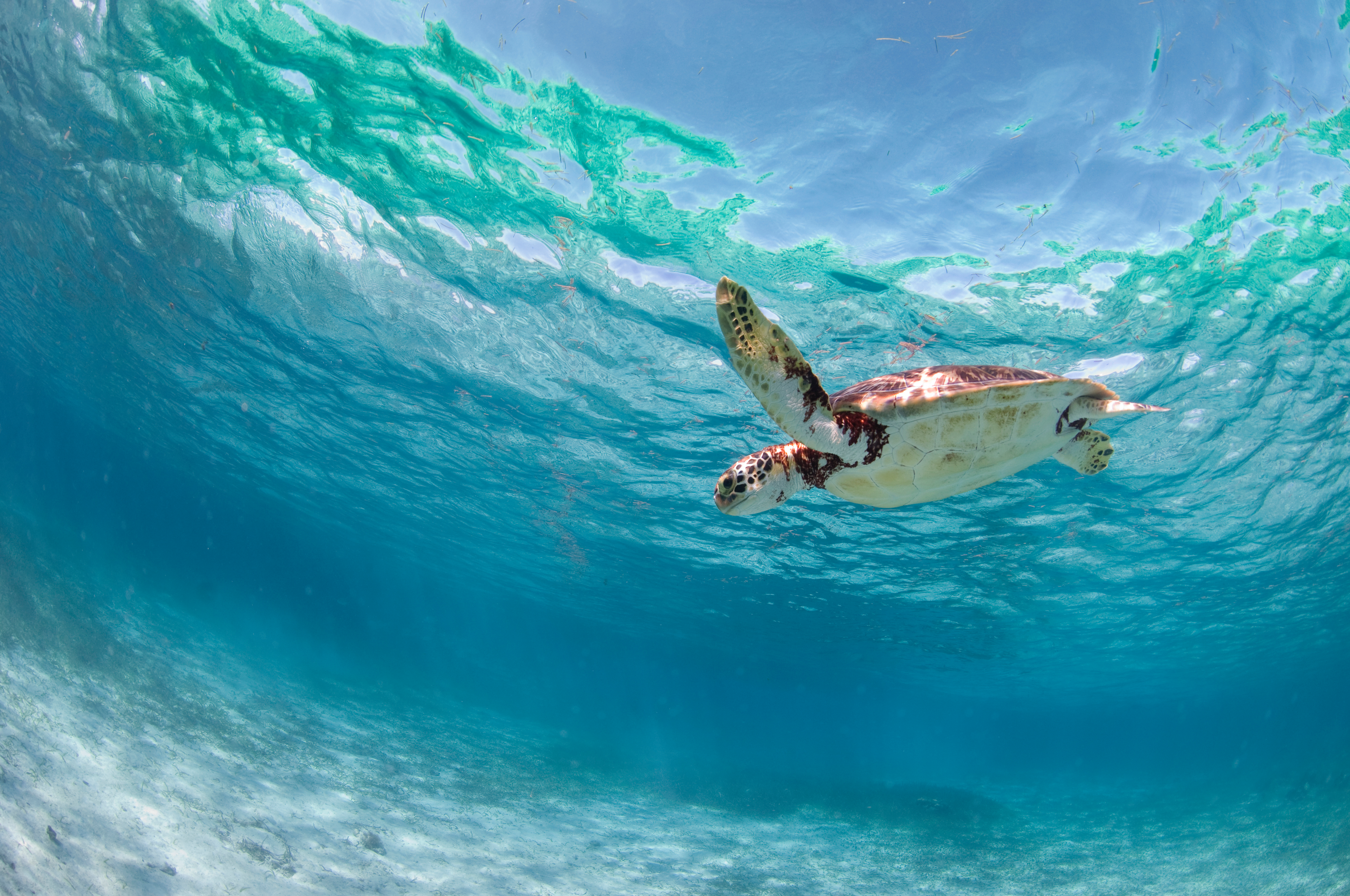 Sea turtles: earth's ancient mariners | WWF